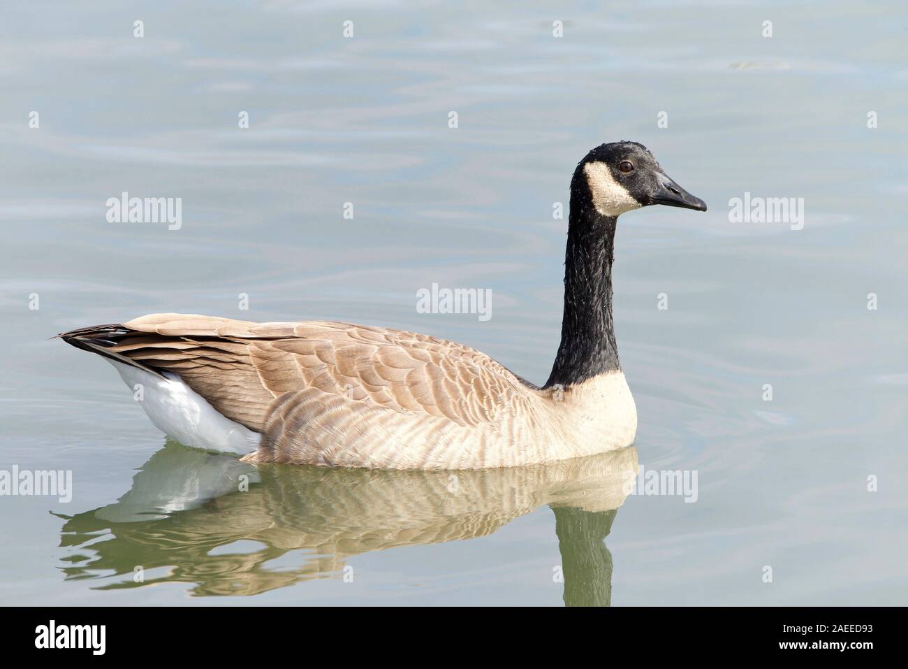 One goose swimming in calm water. Canada geese are able to establish ...