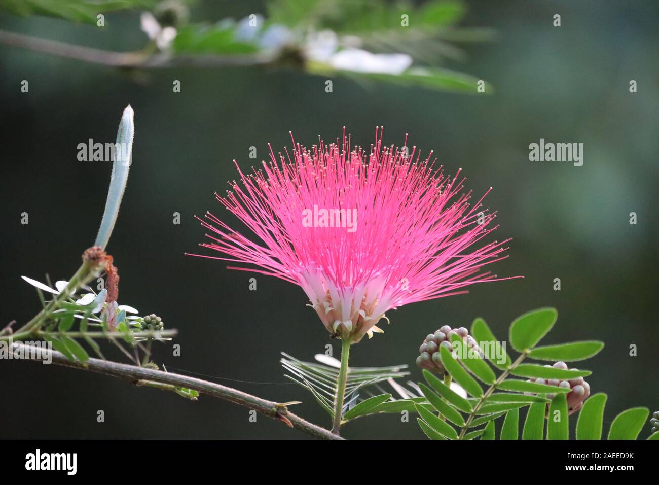 Mimosa tree blossom hi-res stock photography and images - Alamy