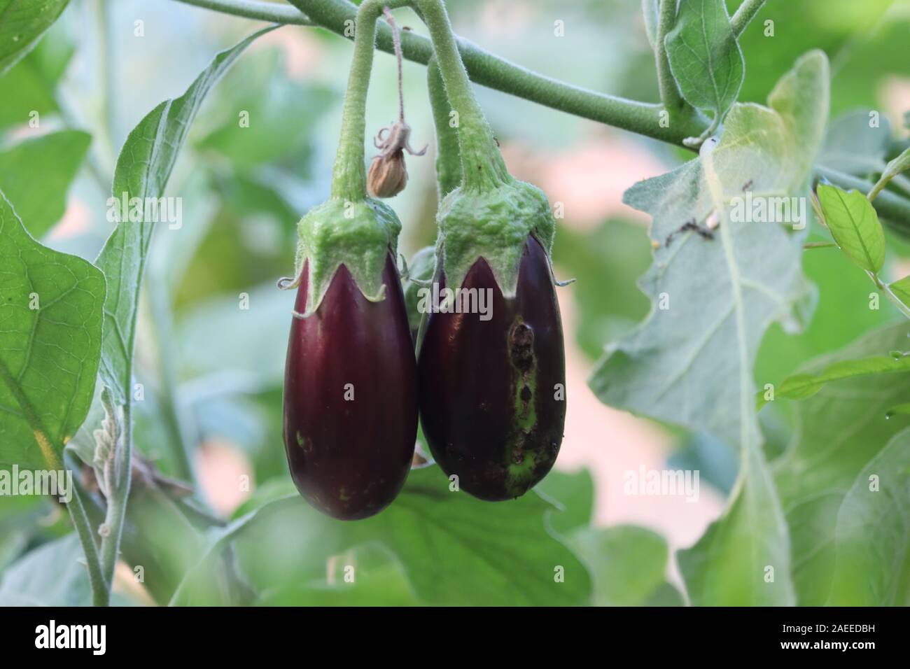 Purple aubergine growing in the soil.Eggplant culture in a greenhouse ...