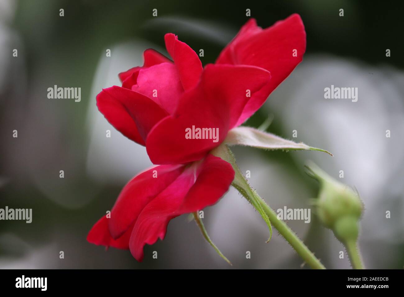 Large bush of red roses on a background of nature.Red rose flower ...