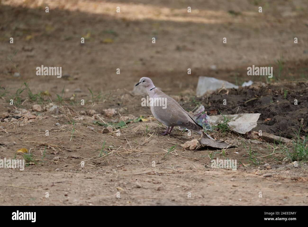 Mourning dove flying hi-res stock photography and images - Alamy