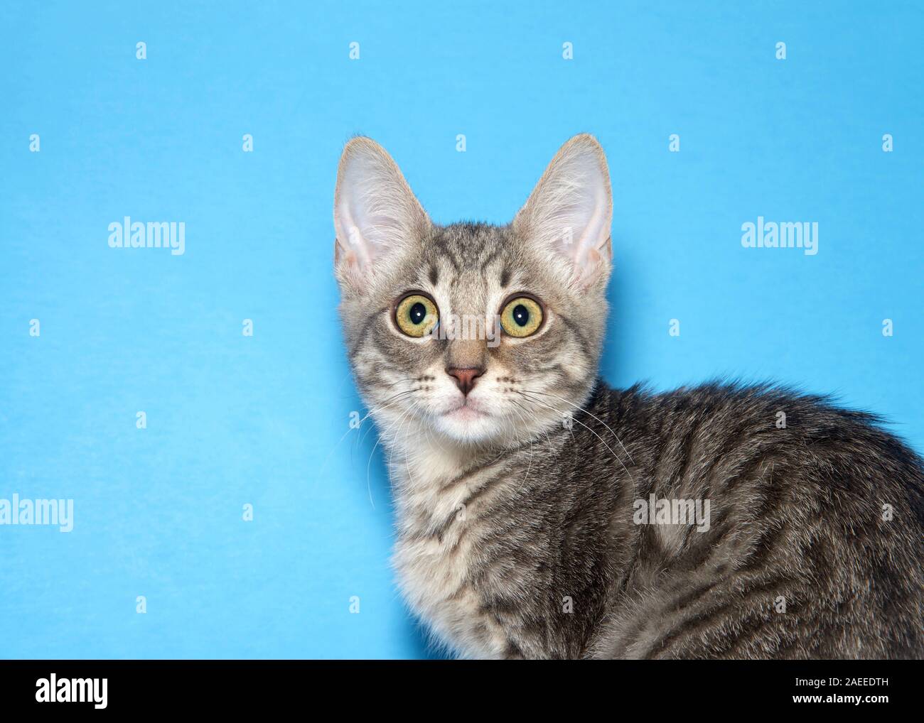 Portrait of a surprised tabby kitten half profile view of body looking ...