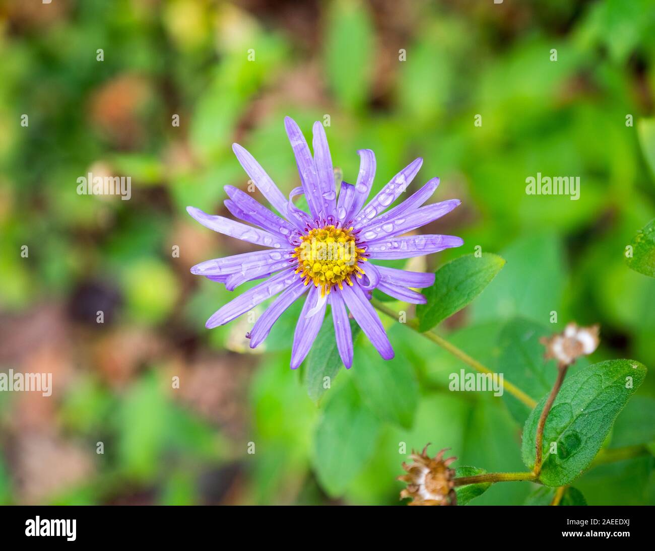 Alpine aster (Aster alpinus). Abkhazi Garden, Victoria, British ...