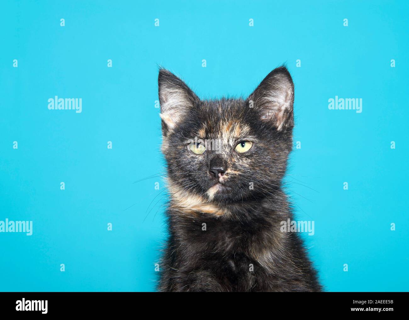 Portrait of a fluffy tortoise shell kitten with looking towards viewers ...