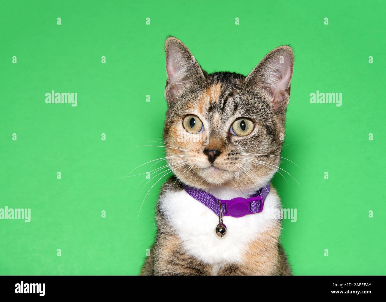 Portrait of an adorable tiny calico kitten wearing a bright purple ...