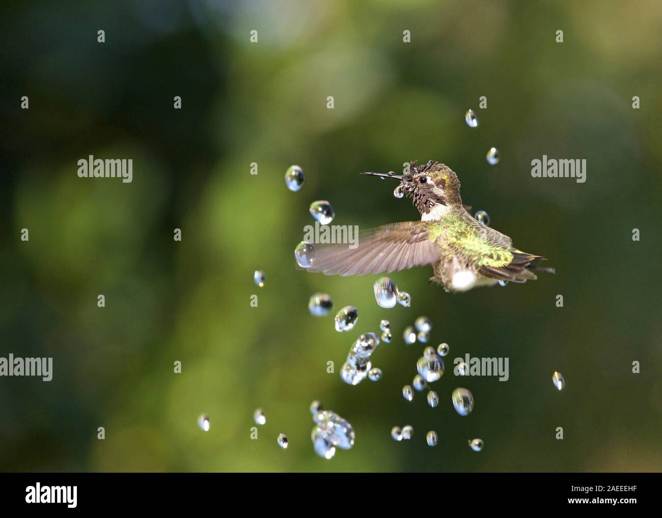 Anna's hummingbird playing in water fountain taking a bath, water ...
