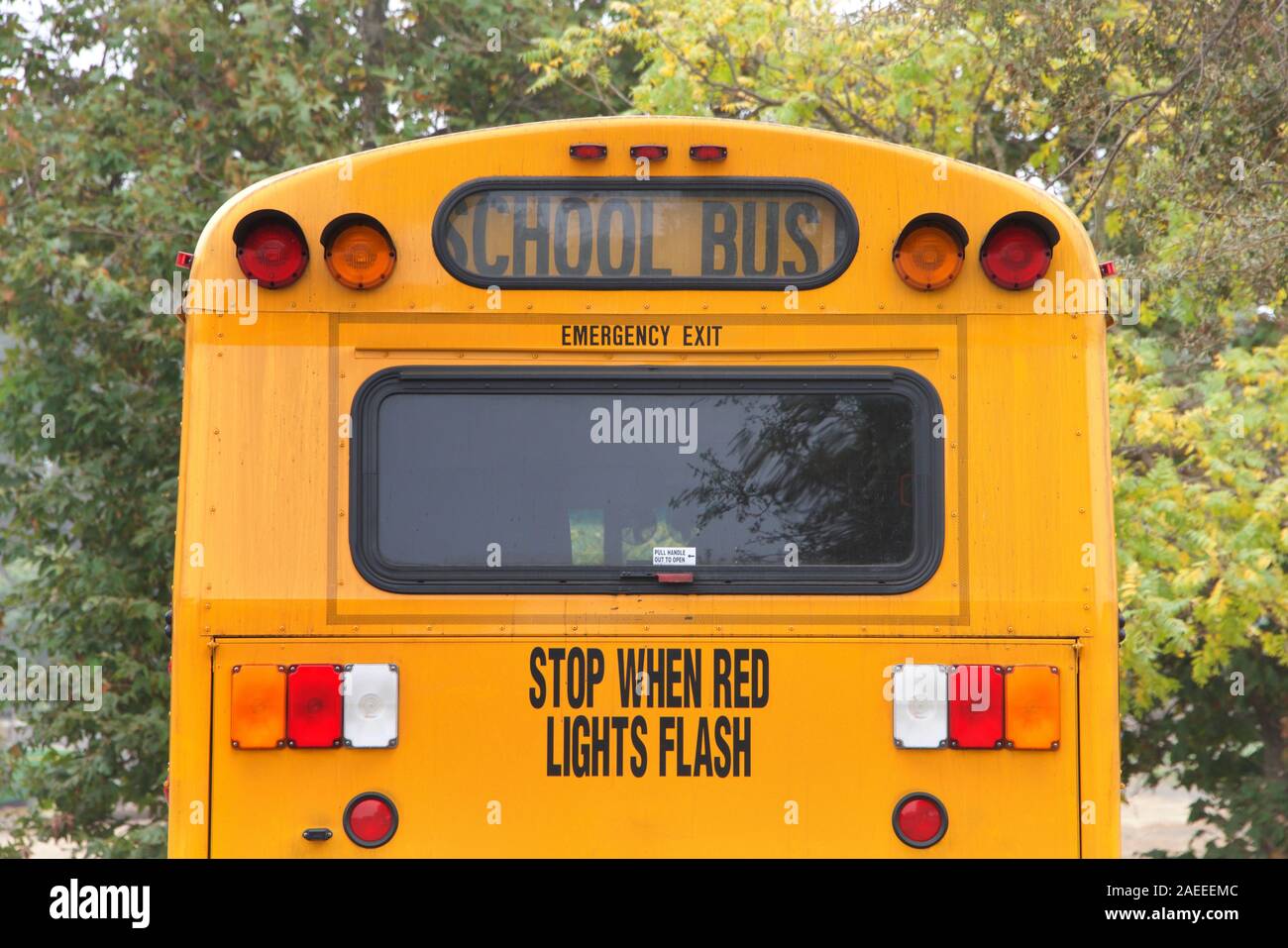 Rear of a traditional yellow school bus with trees all around. School ...