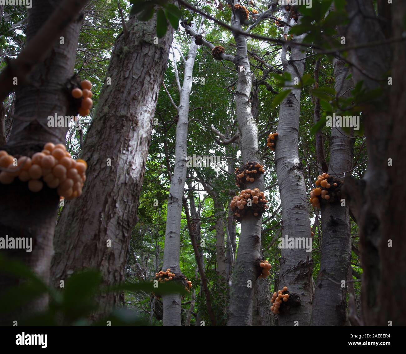 Strange fungi hi-res stock photography and images - Alamy