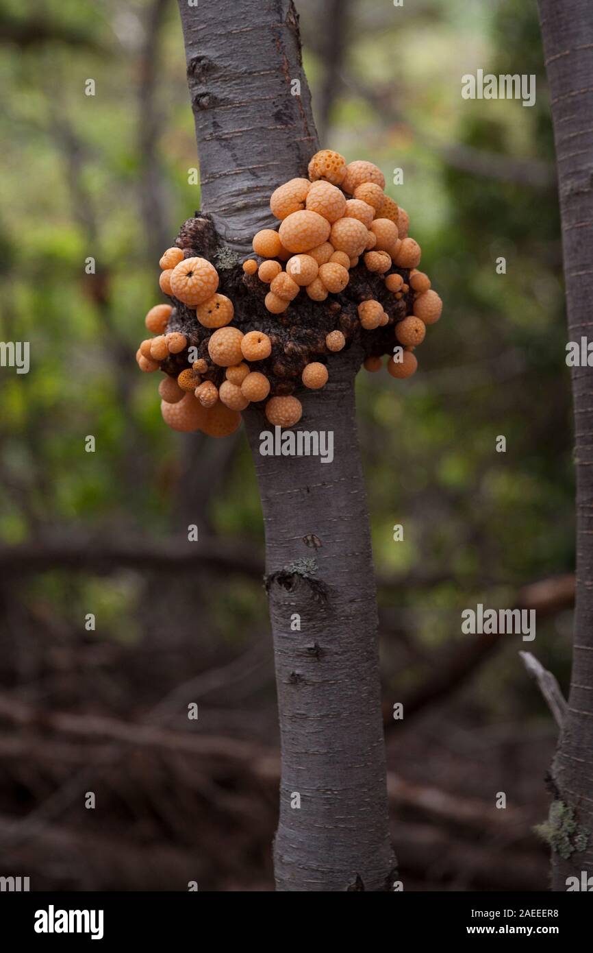 Indian bread cyttaria darwinii hi-res stock photography and images - Alamy