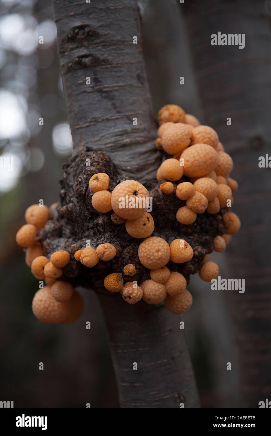 cyttaria darwinii fungi on a tree in south america detail close up ...