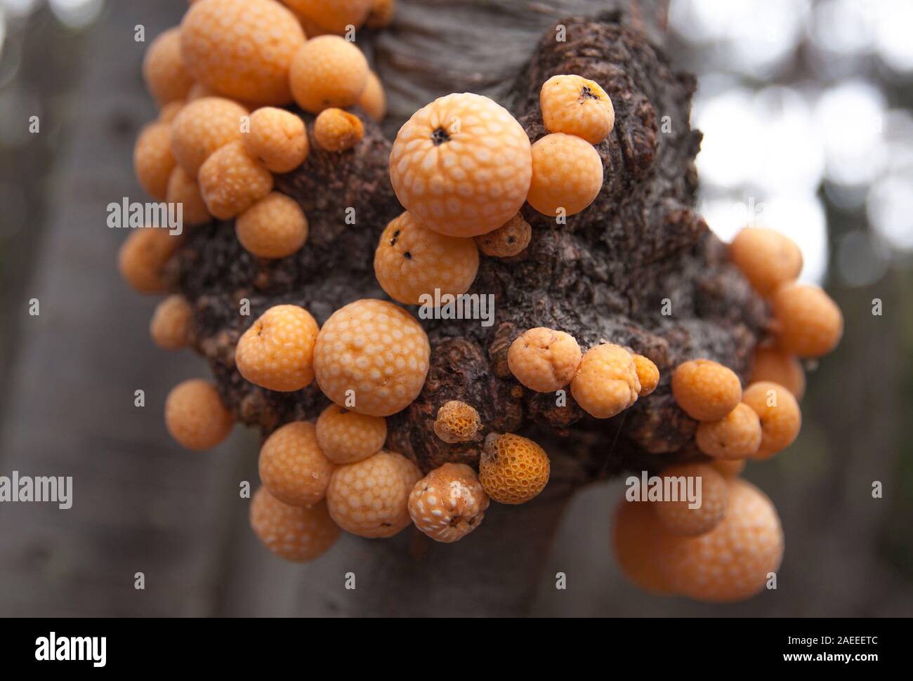 cyttaria darwinii fungi on a tree in south america detail close up ...
