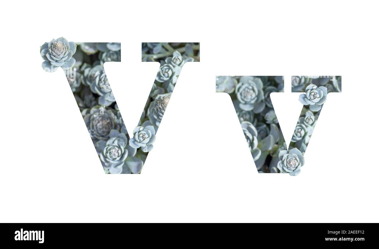 Letter V latin alphabet lowercase and uppercase isolated on white ...