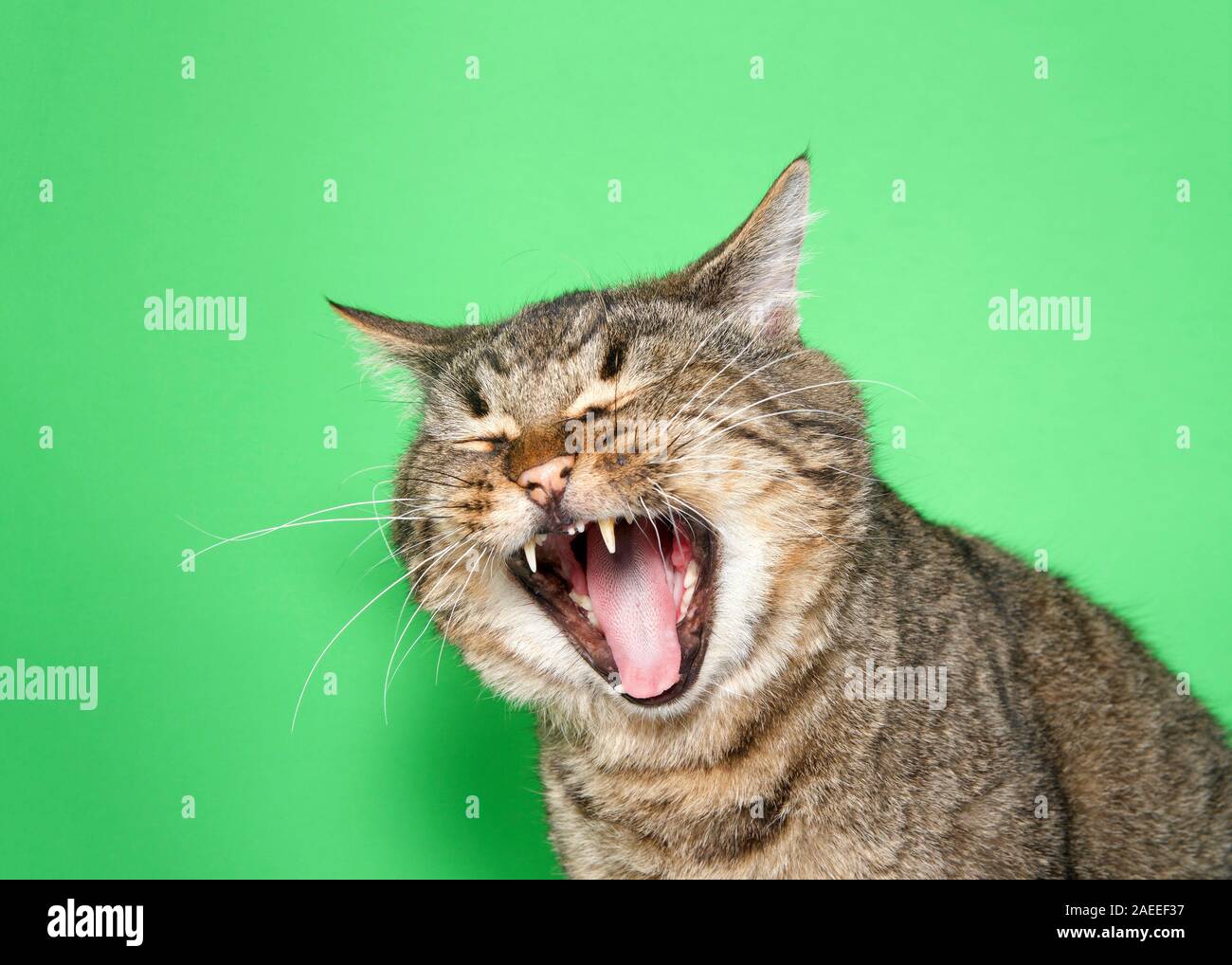 White chubby cat hi-res stock photography and images - Alamy