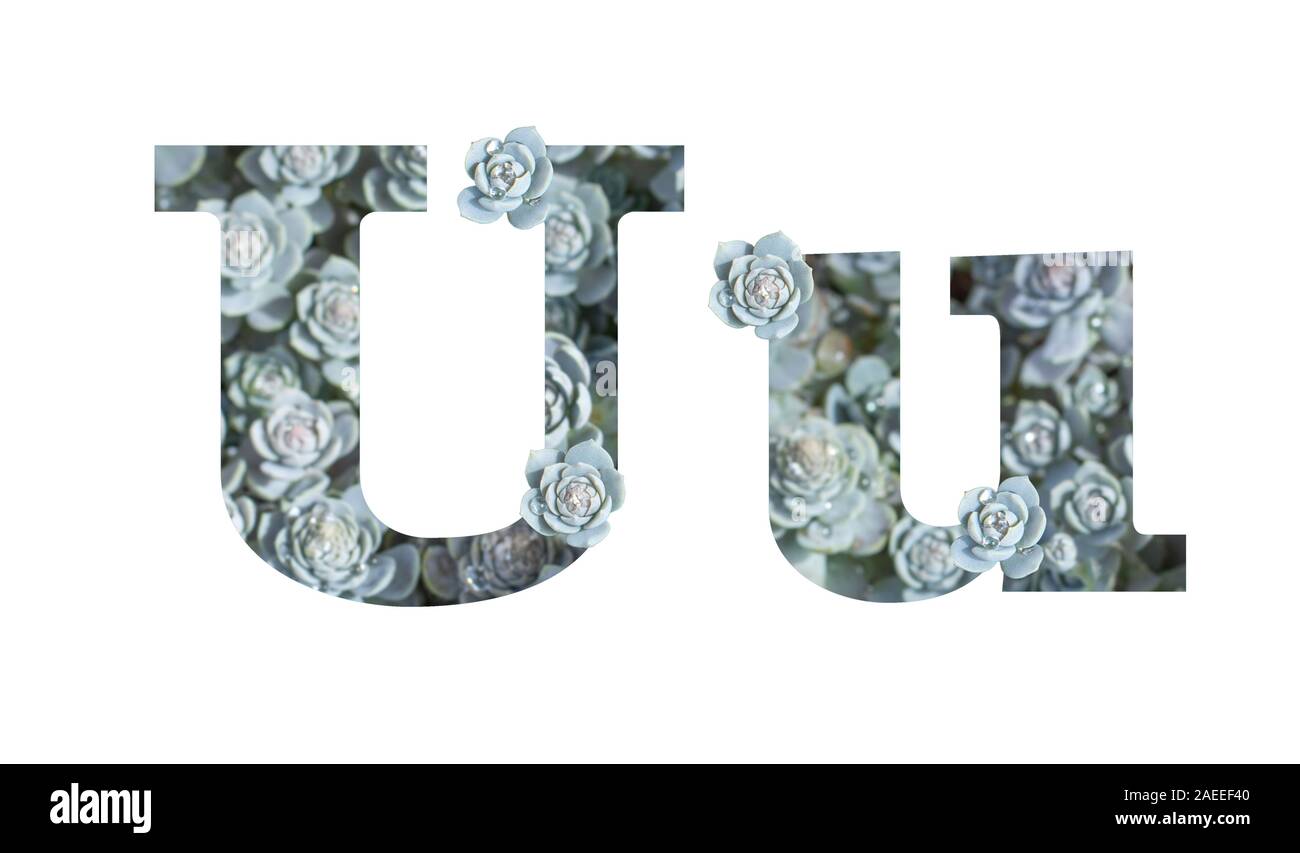 Crassula alphabet hi-res stock photography and images - Alamy