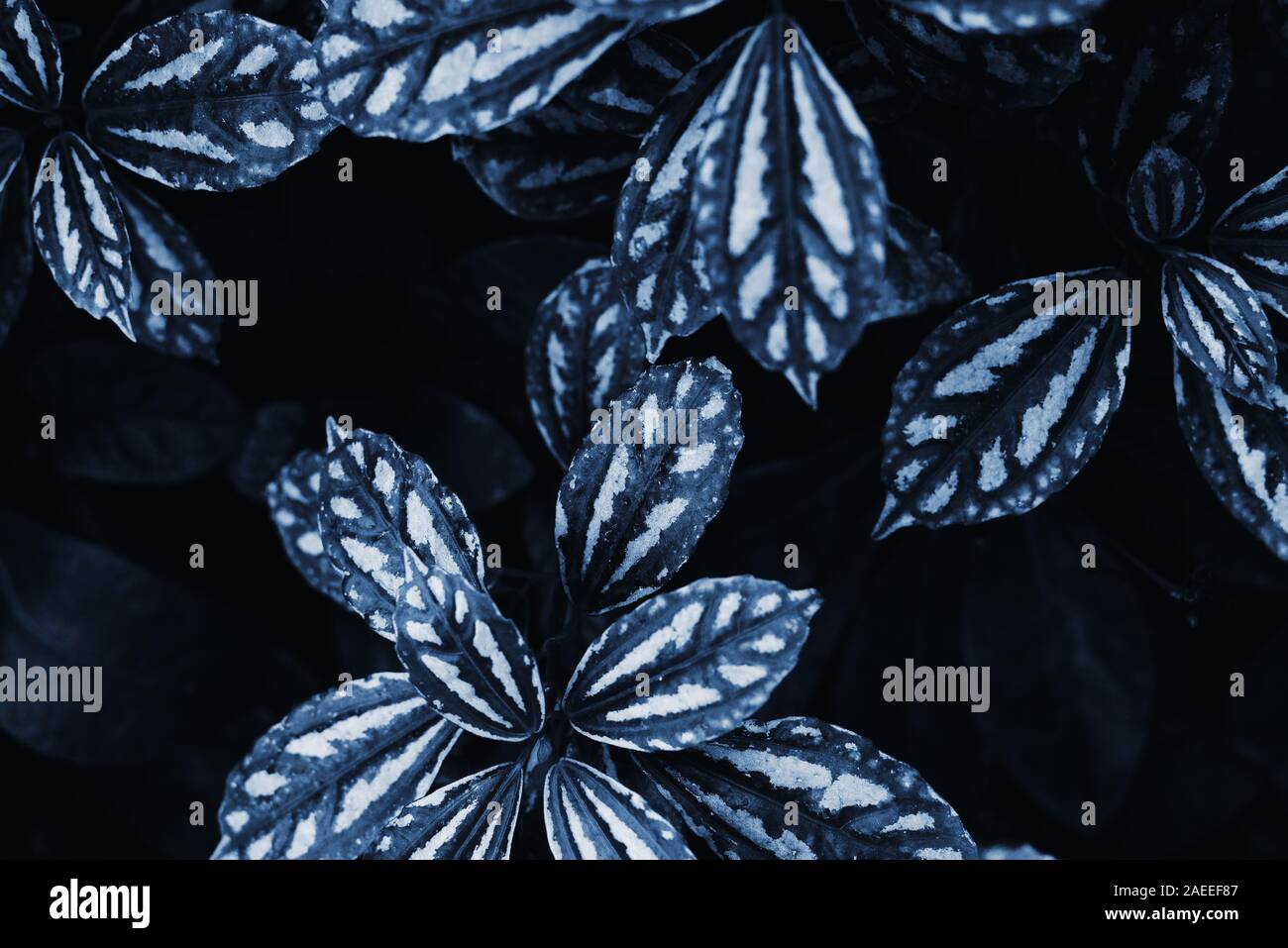 Sharp leaves hi-res stock photography and images - Alamy