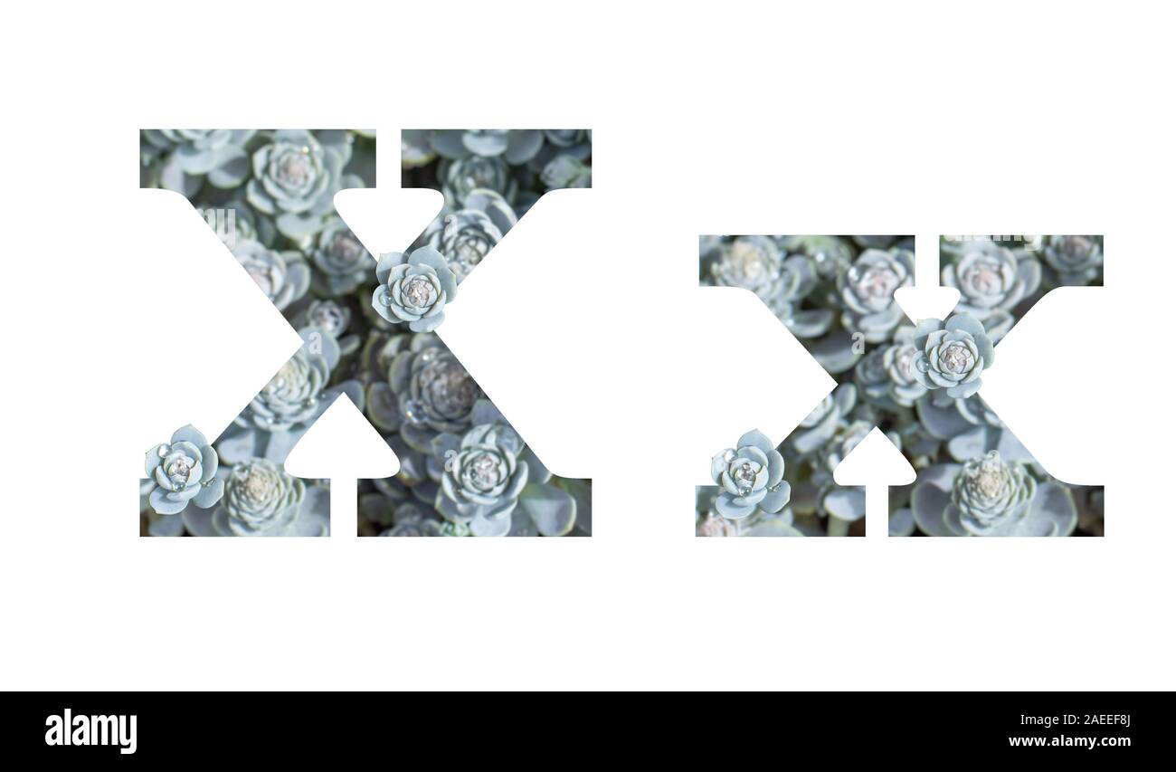 Crassula alphabet hi-res stock photography and images - Alamy