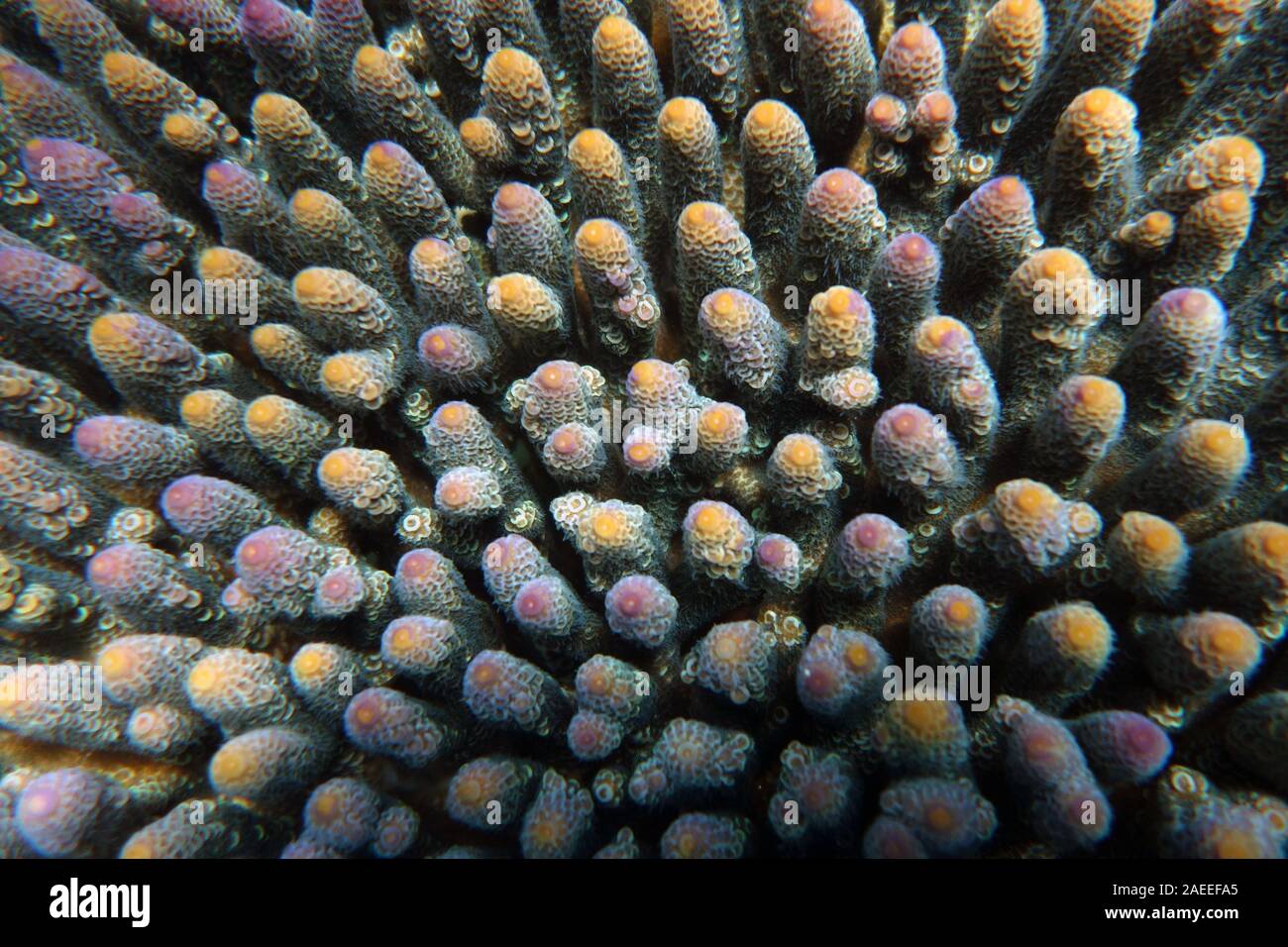Colourful details of healthy Acropora coral underwater, Russell Island ...
