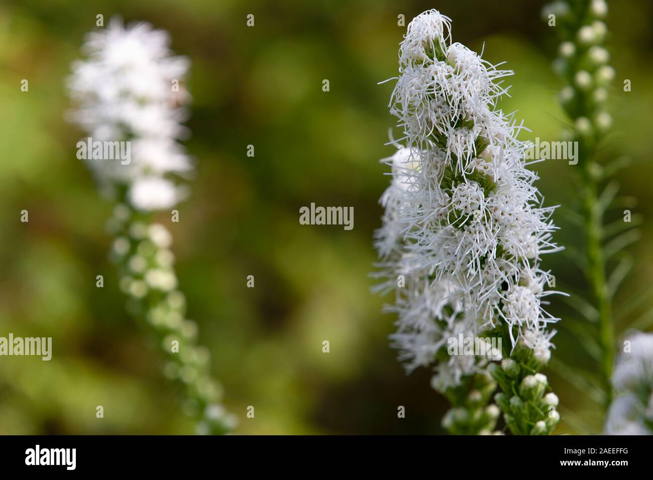 Big white flower with long stem hi-res stock photography and images - Alamy