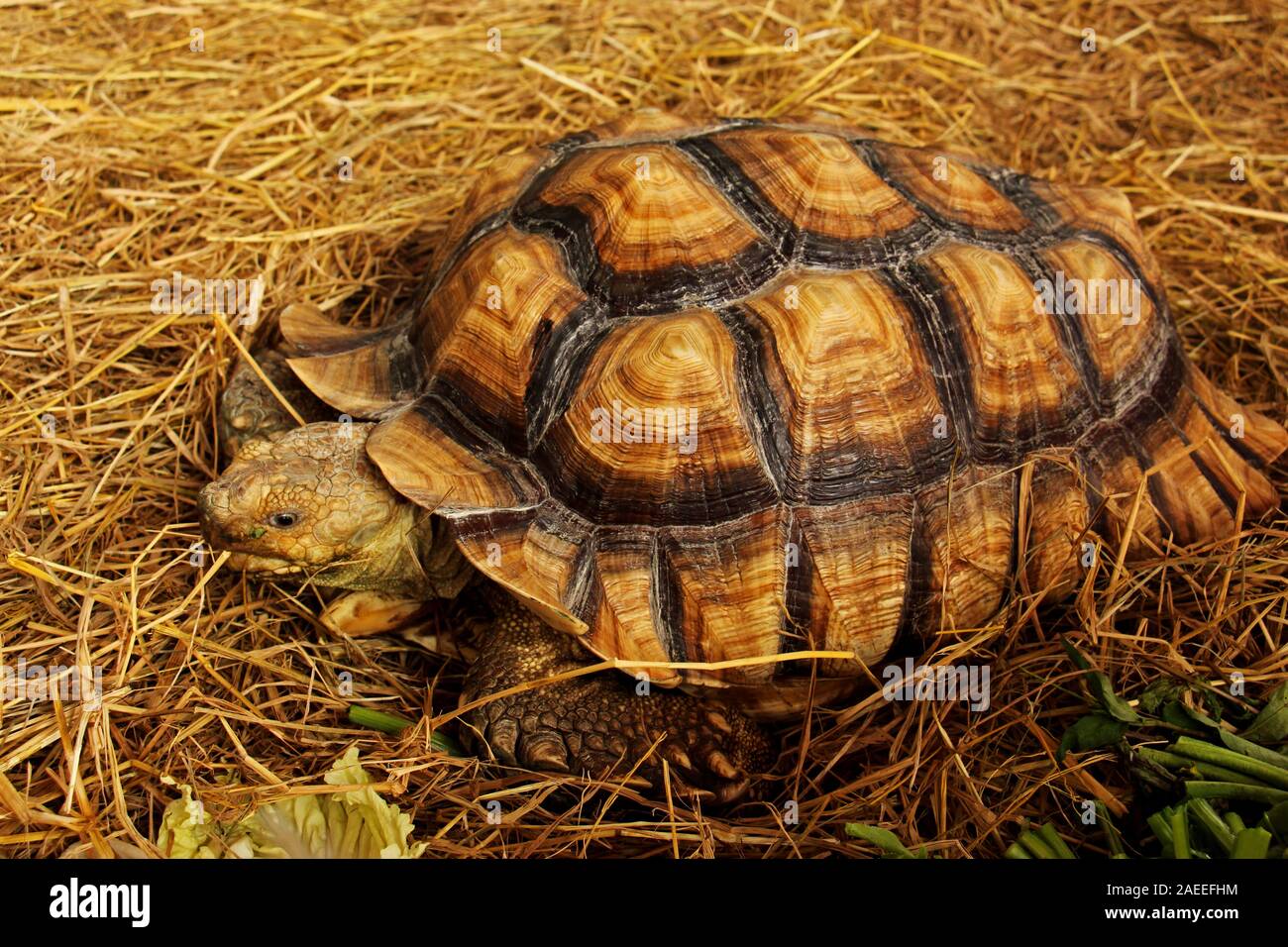 Thailand turtle. He is friendly and differences behavior. Some of them ...