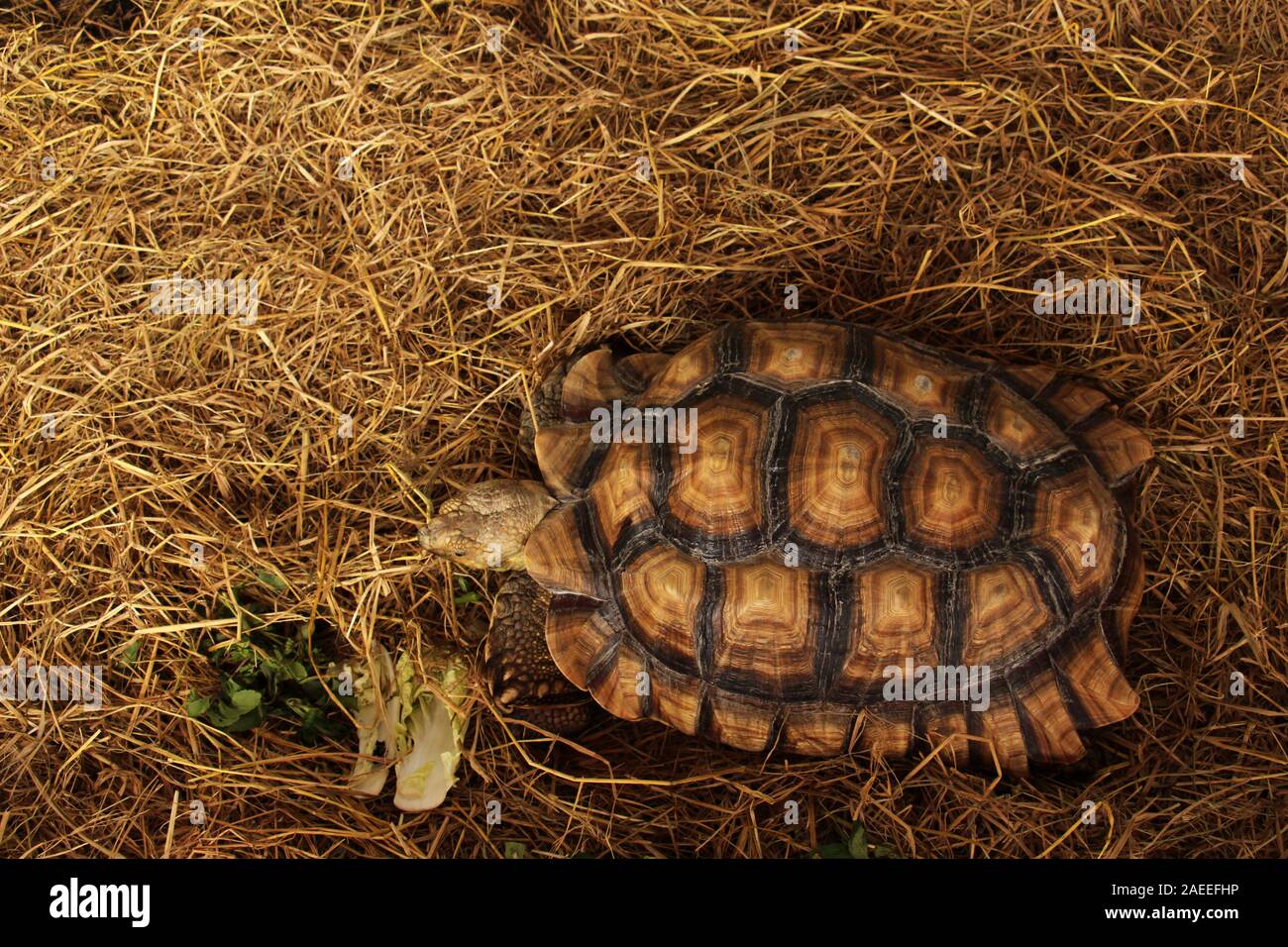Thailand turtle. He is friendly and differences behavior. Some of them ...
