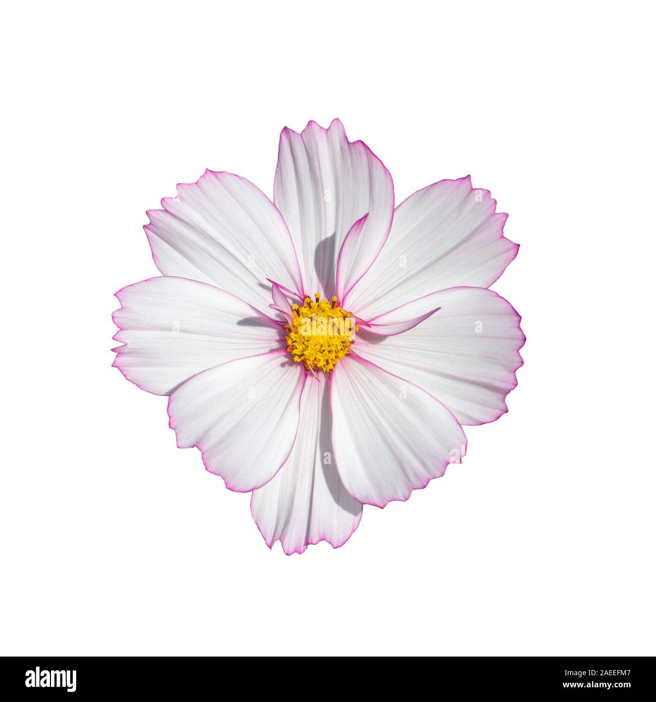 Summer flower border cosmos Cut Out Stock Images & Pictures - Alamy
