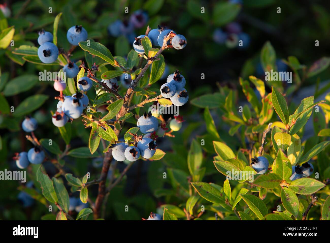 Wild Blueberries Cyanococcus Ontario Canada Plant Blue Stock Photo - Alamy