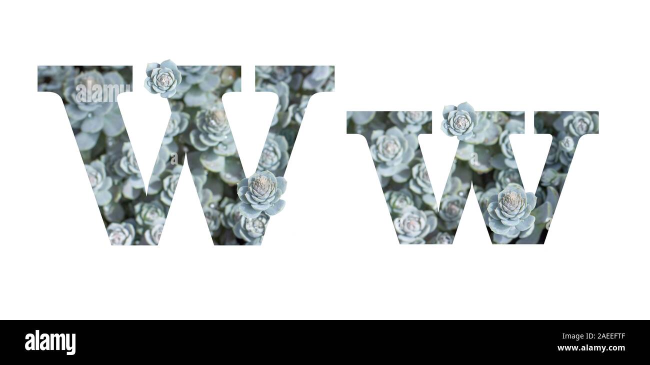 Letter W latin alphabet uppercase and lowercase isolated on white ...