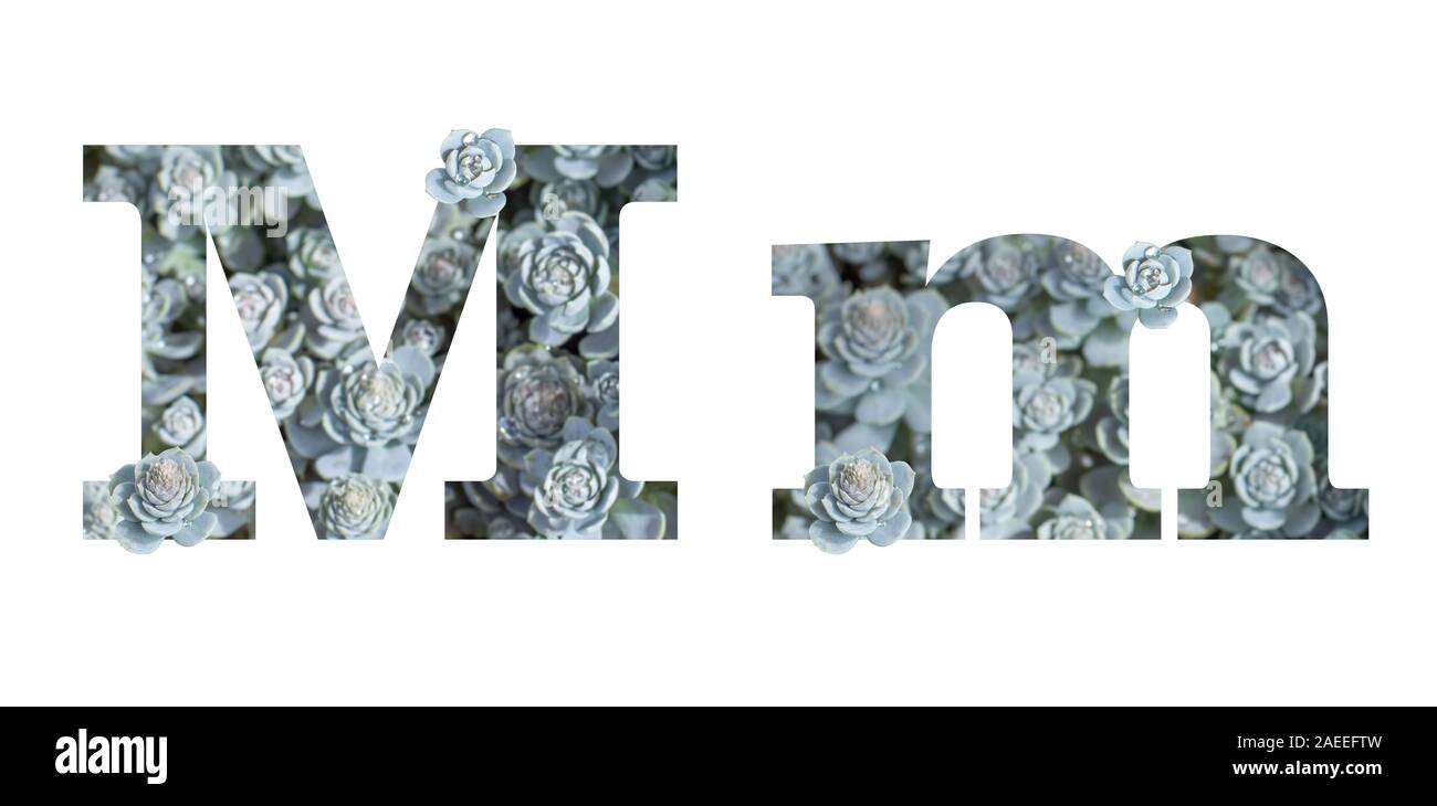 Letter M latin alphabet uppercase and lowercase isolated on white ...