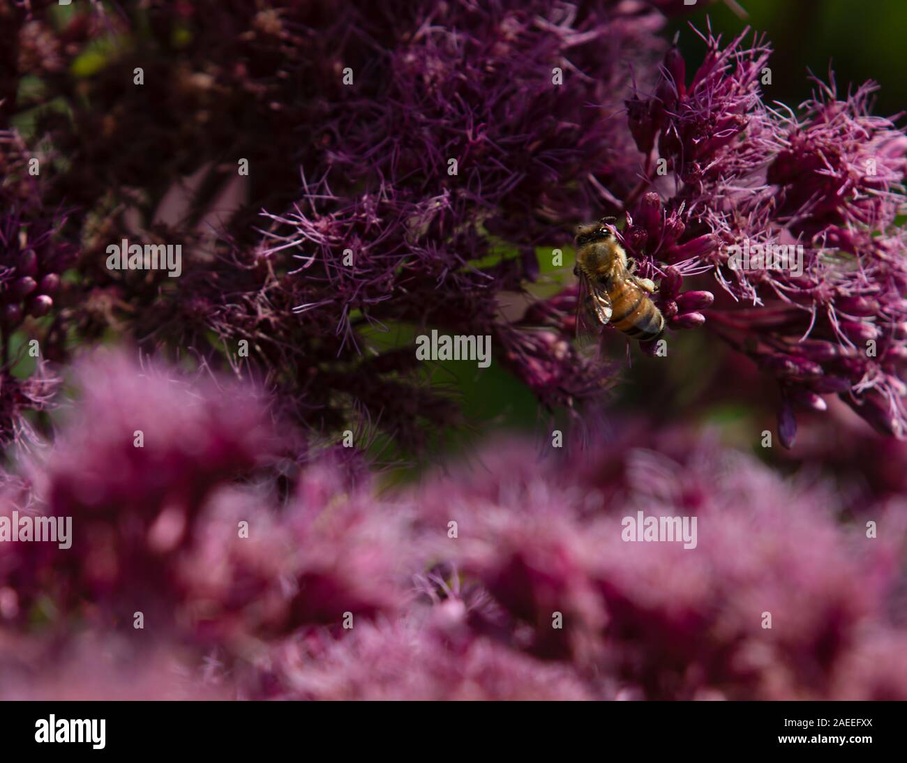 Honey Bee Spotted Joe-Pye Weed Eutrochium Maculatum Apis Purple Stock ...