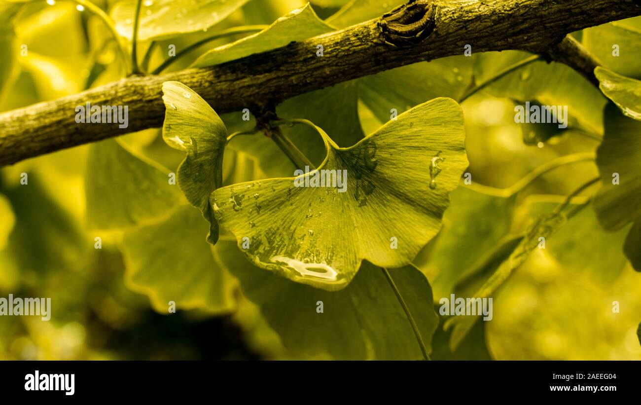 Green leaf of ginkgo biloba closeup. Natural fresh foliage of ginkgo ...