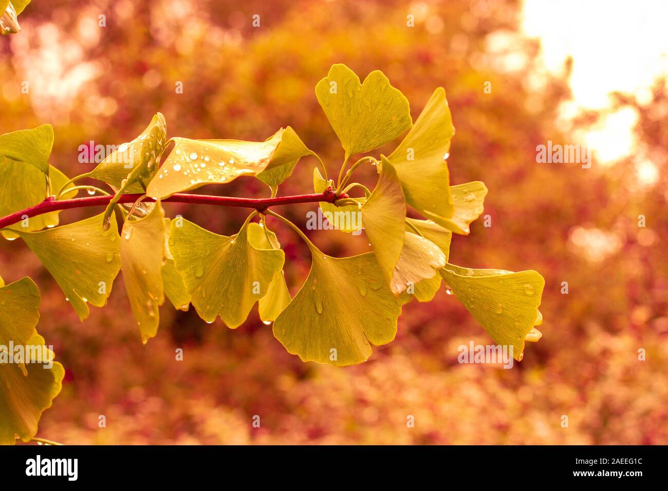 Autumn leaves of ginkgo biloba, a fresh natural branch with beautiful ...