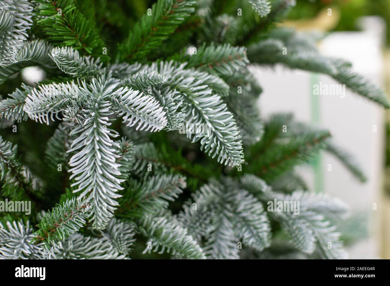 Beautiful Christmas tree with plastic green needles snow-dusted ...