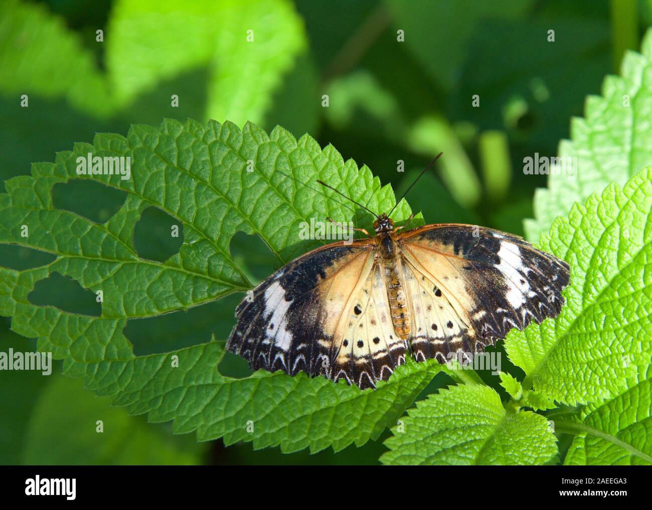 Leopard lacewing butterfly hi-res stock photography and images - Alamy