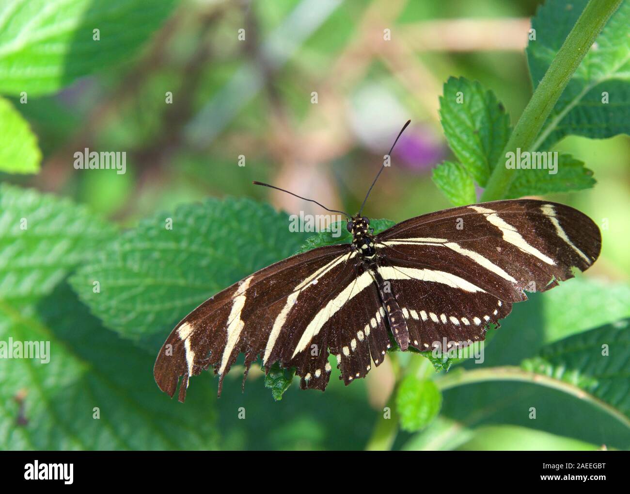 Zebra butterfly hi-res stock photography and images - Alamy