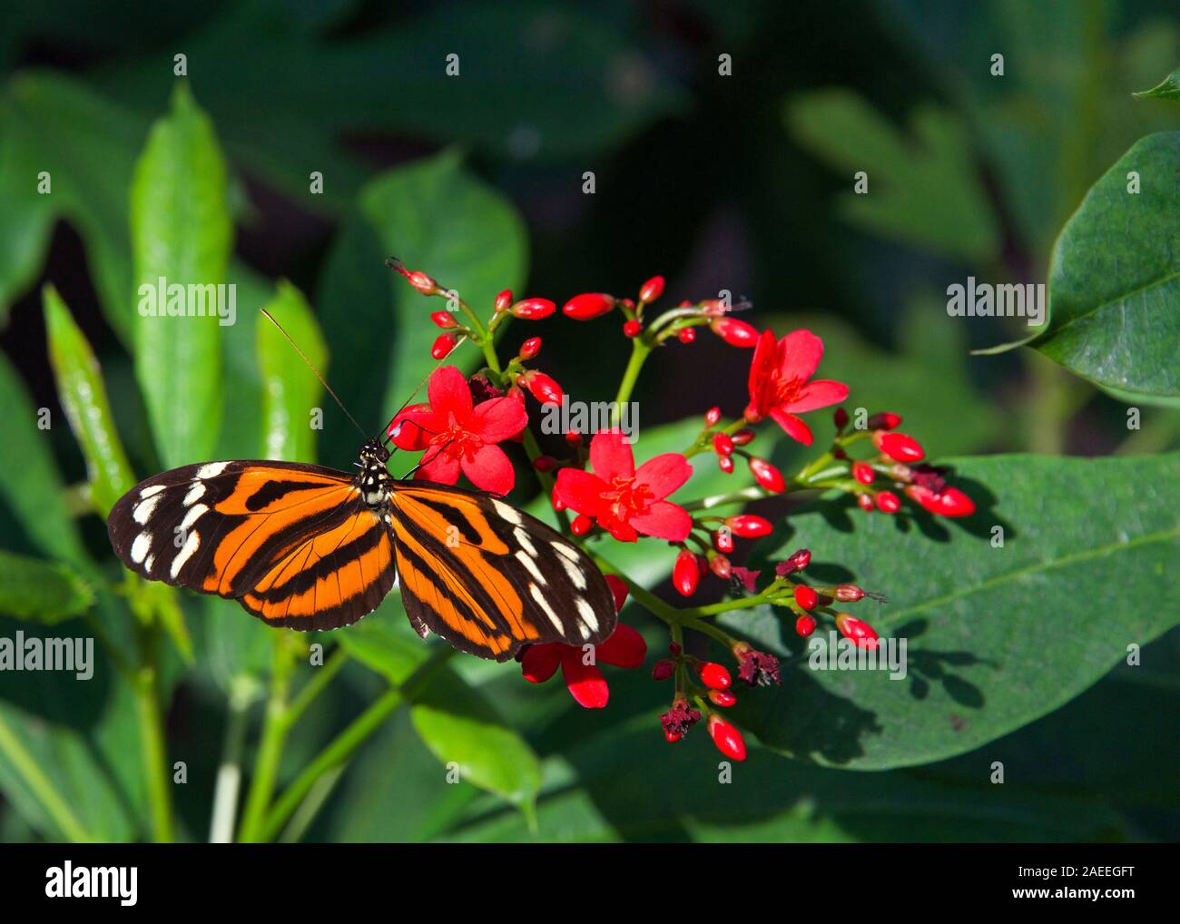 Heliconius hecale, the tiger longwing, Hecale longwing, golden longwing ...