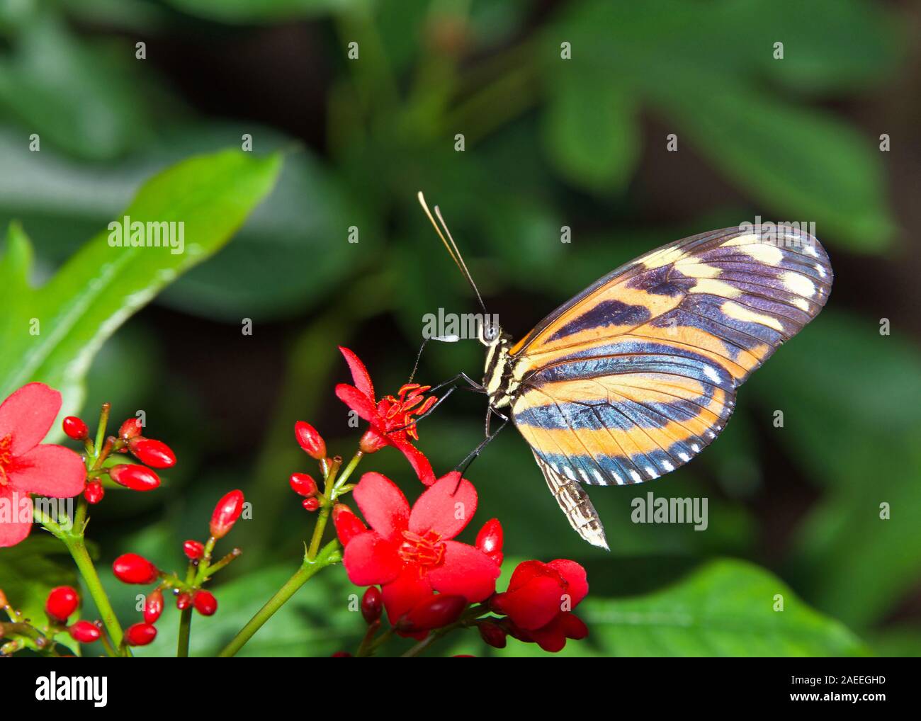 Heliconius hecale, the tiger longwing, Hecale longwing, golden longwing ...