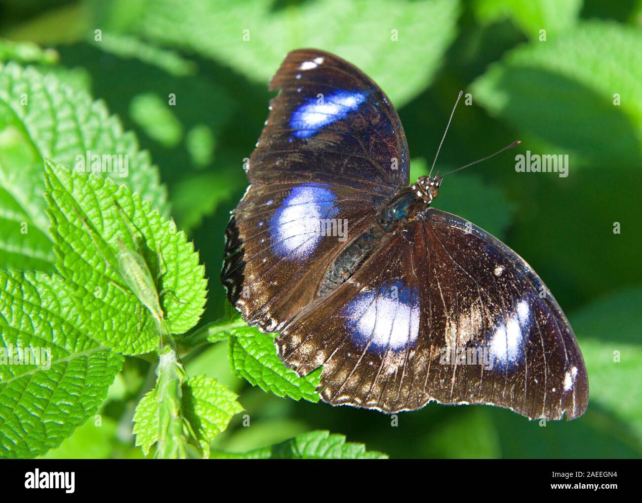 Insect blending with leaves hi-res stock photography and images - Alamy