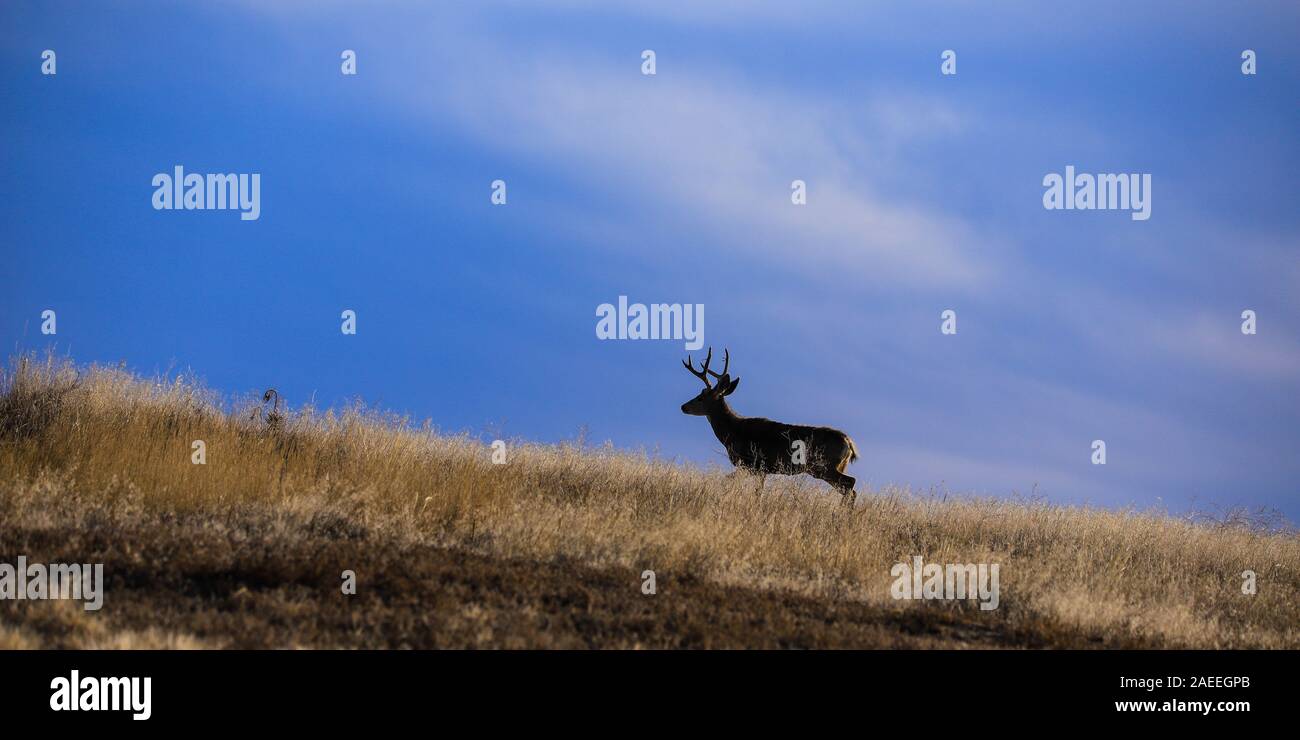 Panorama deer hi-res stock photography and images - Alamy
