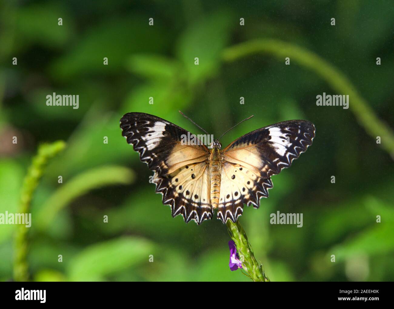 A leopard lacewing butterfly, Cethosia cyane, on green vine with wings ...