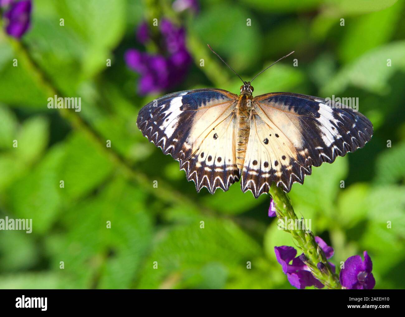 A leopard lacewing butterfly, Cethosia cyane, on green vine with wings ...