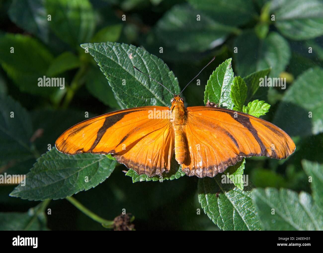 Tattered butterfly hi-res stock photography and images - Alamy
