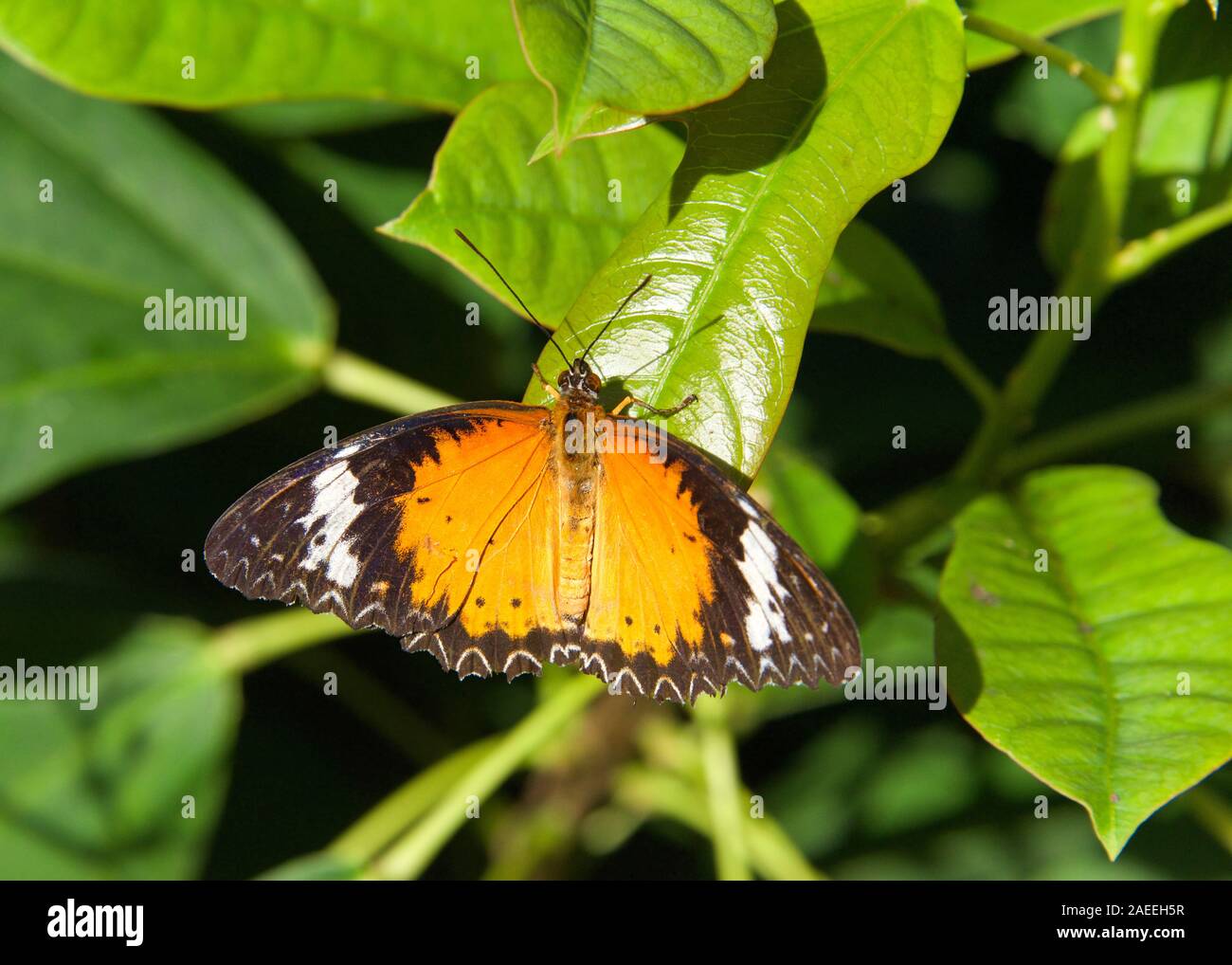 A leopard lacewing butterfly, Cethosia cyane, on green leaves with ...