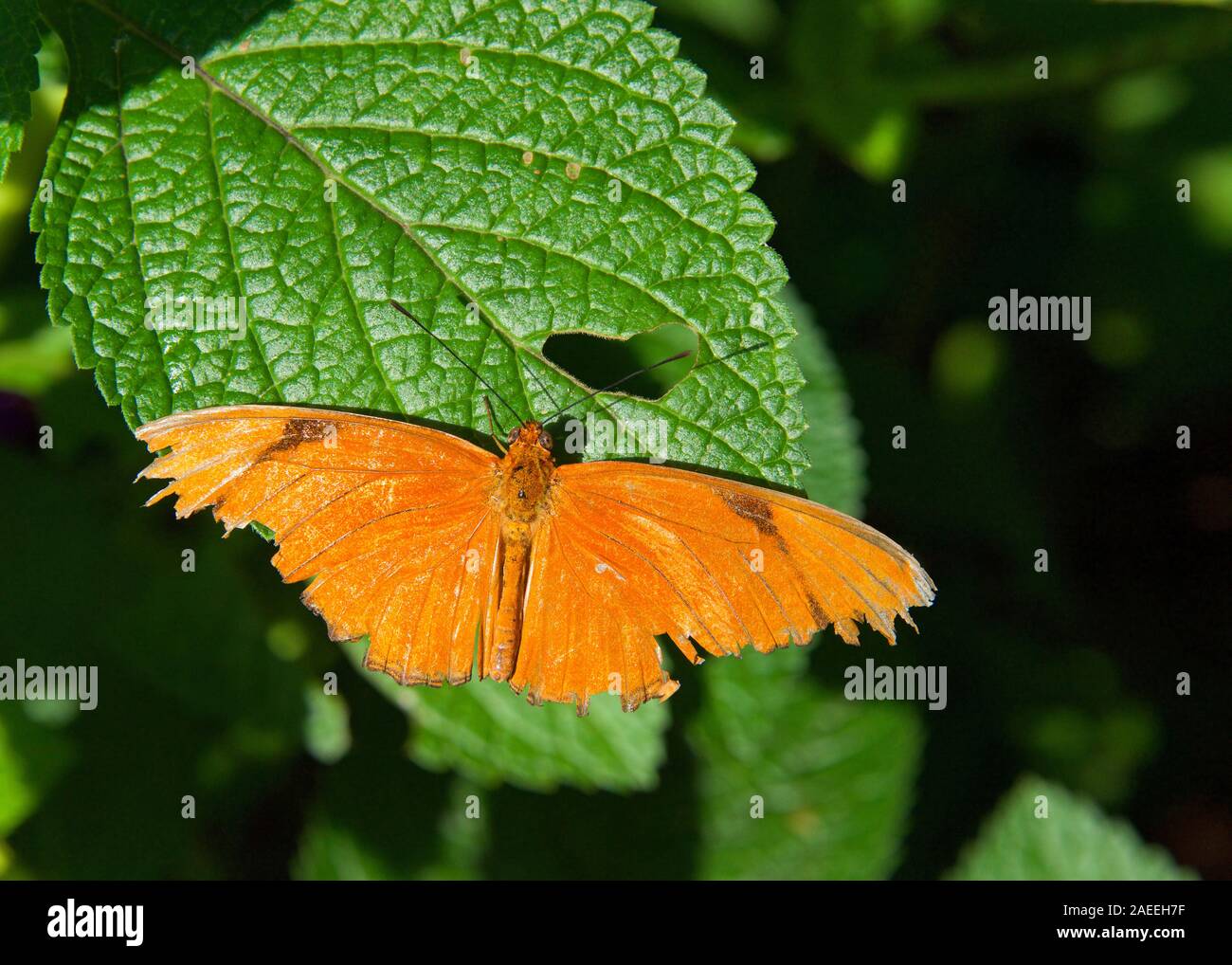 Exotic butterfly species hi-res stock photography and images - Alamy