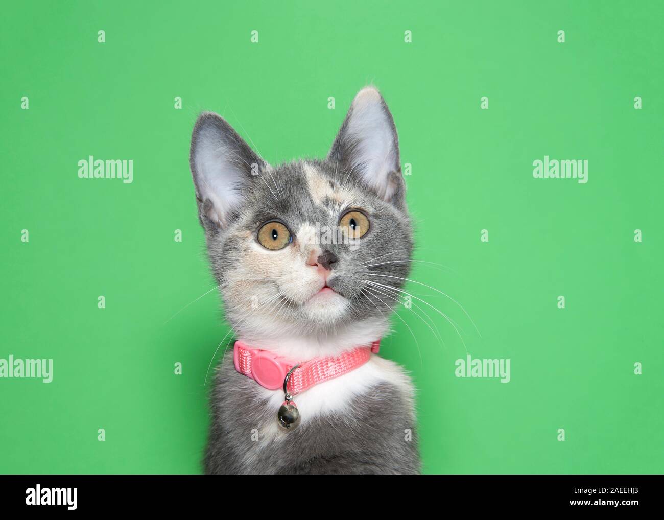 Portrait of an adorable buff calico kitten wearing a pink collar with ...