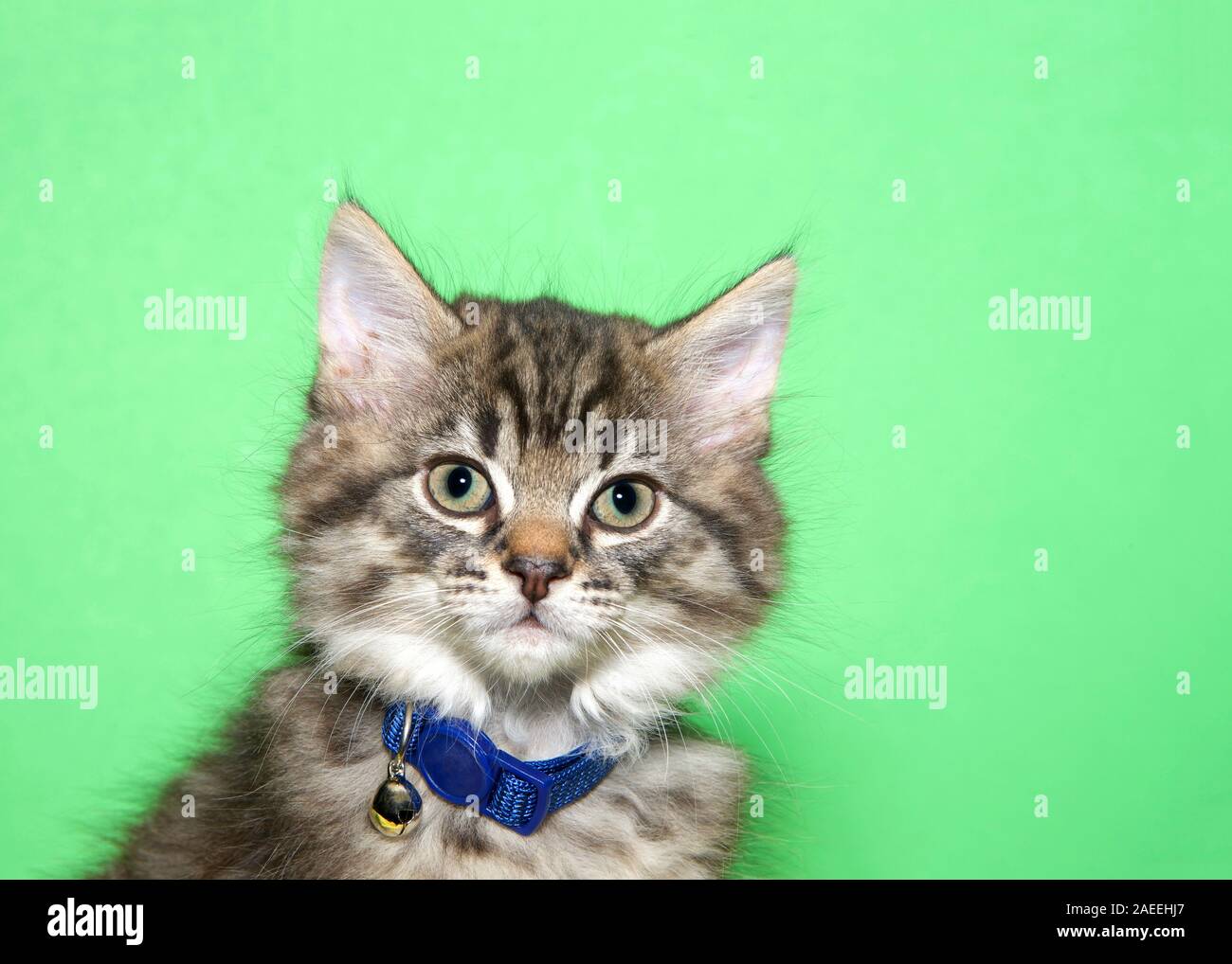 Portrait of an adorable tan and black tabby kitten wearing a blue ...