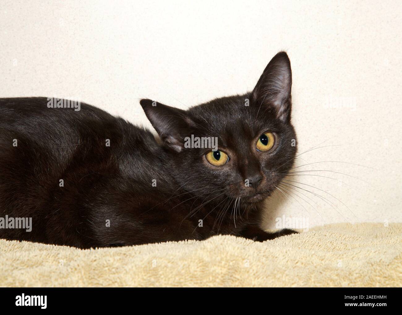 Cat expression as a scared kitten hi-res stock photography and images ...