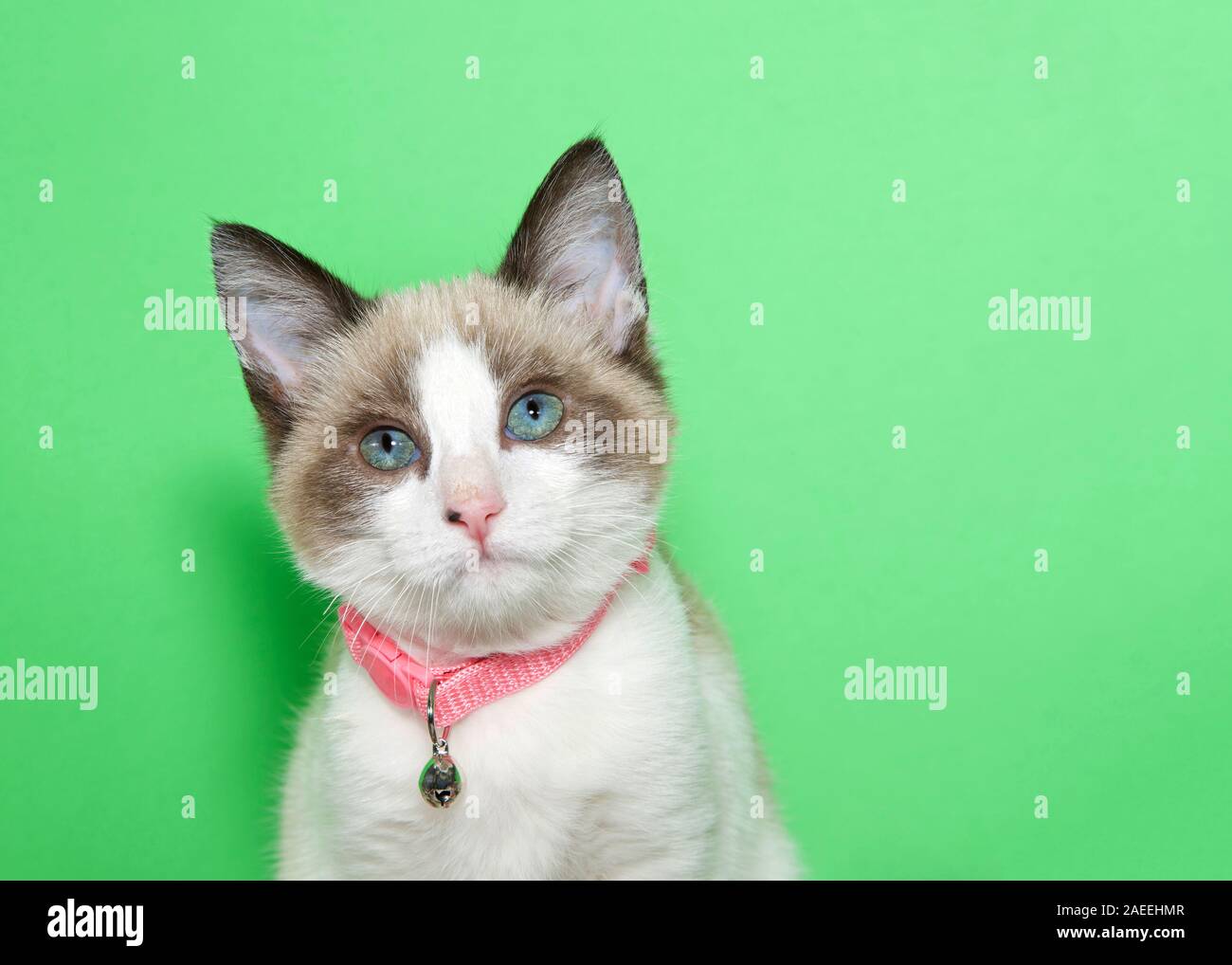 Portrait of an adorable white and tan kitten wearing a pink collar with ...