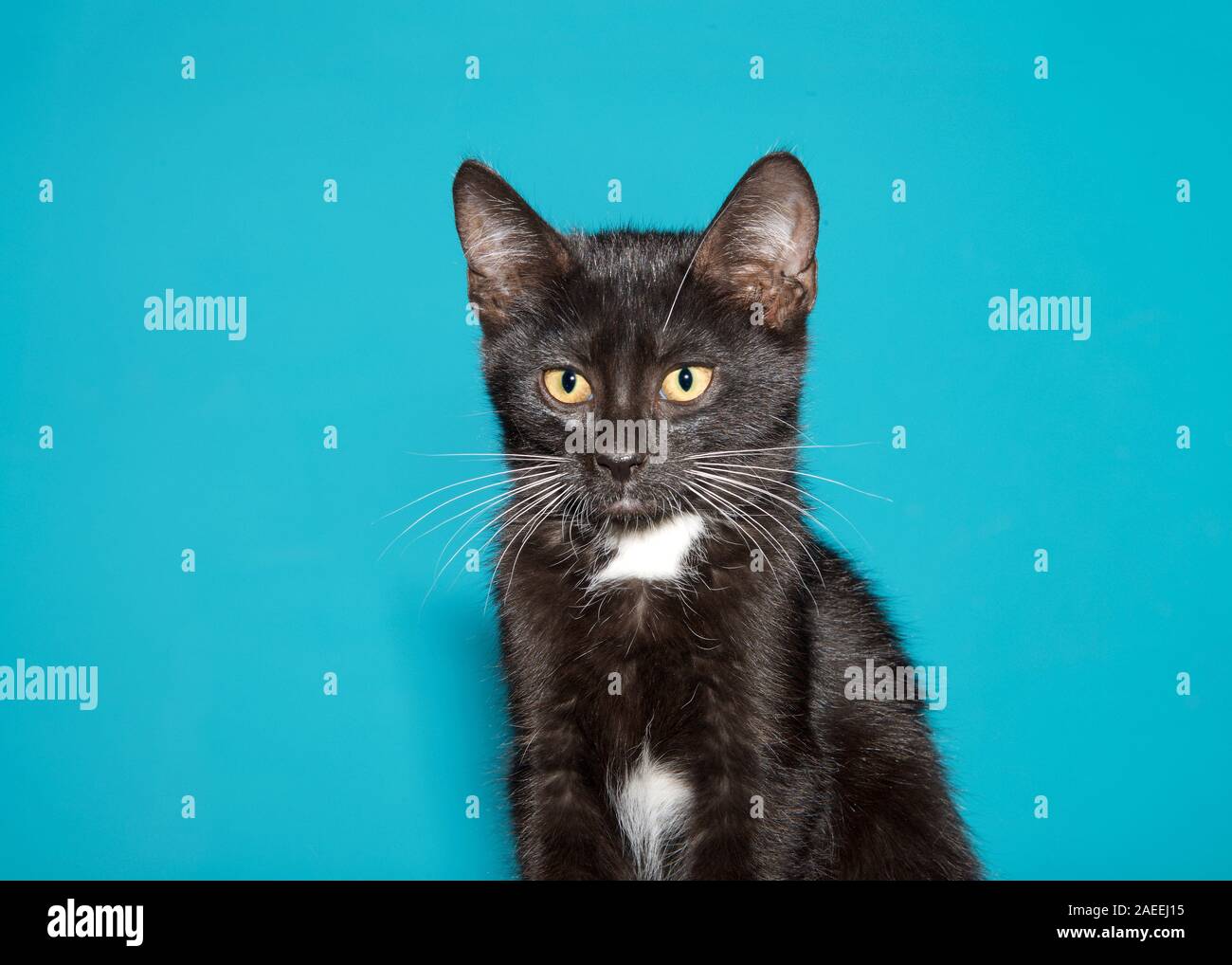 Expression cat hi-res stock photography and images - Alamy