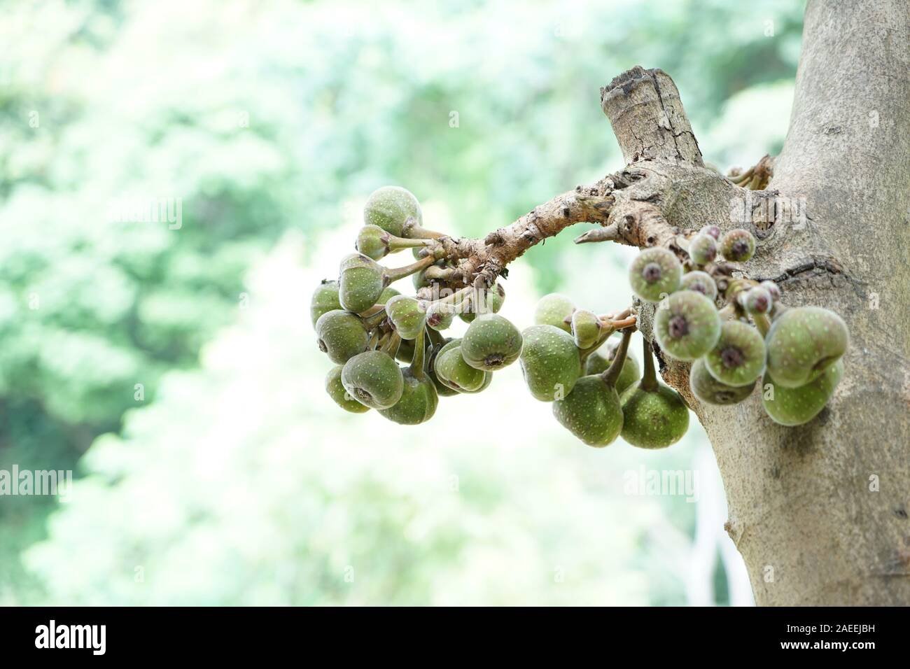 Hillgrove village hi-res stock photography and images - Alamy