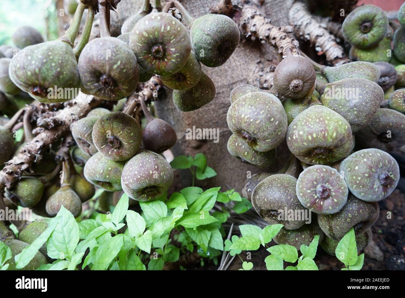 Hillgrove village hi-res stock photography and images - Alamy